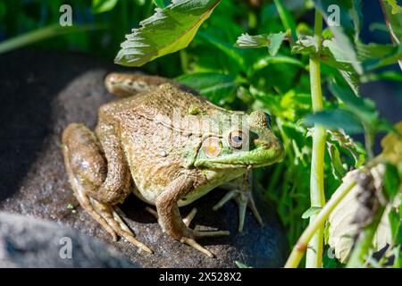 American bullfrog (Lithobates catesbeianus) next to Water lily flower ...