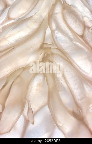 Pomelo Fruit texture background Stock Photo - Alamy