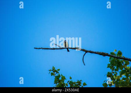 aves libres en sus entornos Stock Photo - Alamy