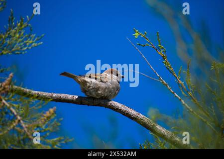 aves libres en sus entornos Stock Photo - Alamy