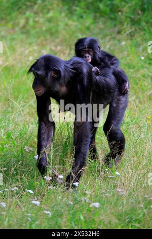 Bonobo, bonobo (Pan Paniscus), female, adult, young animal, foraging ...