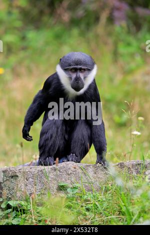 L'Hoest's monkey (Cercopithecus lhoesti), adult, on tree, alert ...