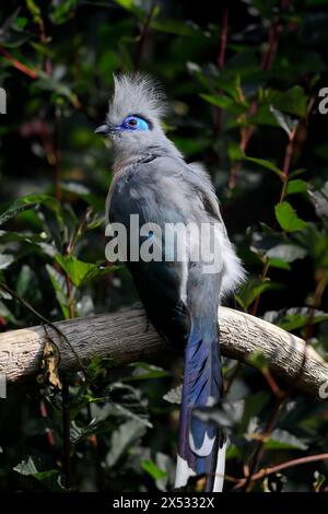 Crested coua (Coua cristata), Crested coua, adult, perch, captive ...