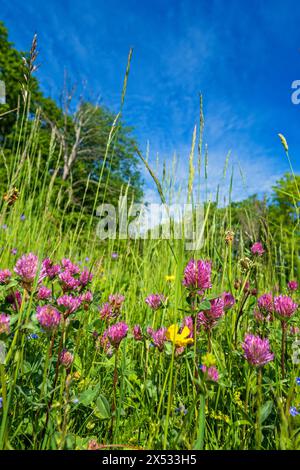 Clover meadow on a sunny day background. Beautiful clover leaves ...