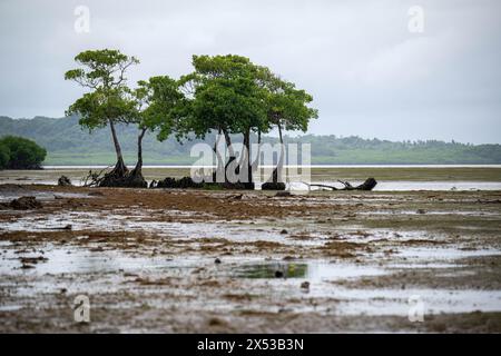 Toguru, Fiji. 07th May, 2024. Annalena Baerbock (Alliance 90/The Greens ...
