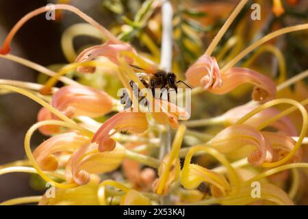 Grevillea sp. (spider flowers), Australian native plant Stock Photo - Alamy