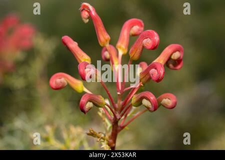 Grevillea sp. (spider flowers), Australian native plant Stock Photo - Alamy