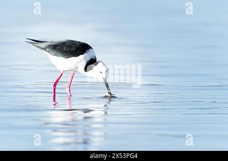 Pied stilt wading in shallows and searching for crab Stock Photo - Alamy