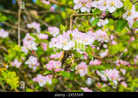Pink flowers on an apple tree branch close up Stock Photo - Alamy
