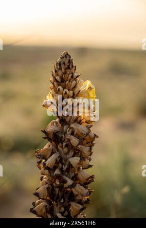 Parasitic Desert Hyacinth,(Cistanche Tubulosa) Jebel Ali,United Arab ...