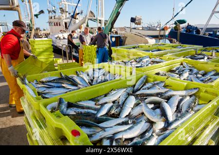 Sardine. Fishing port. Hondarribia. Gipuzkoa. Basque Country. Spain ...
