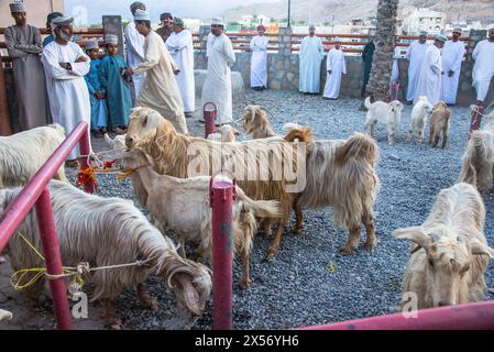 Goat ready for sale at the Friday animal market, Nizwa, Oman Stock ...