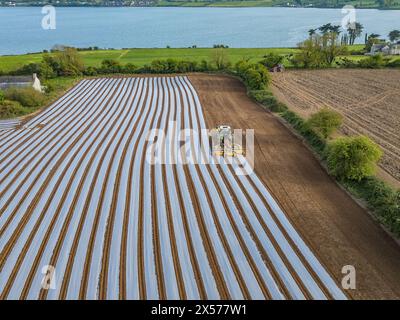 Sowing maize for winter cattle fodder, May 2024 Stock Photo - Alamy