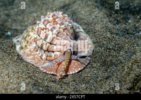 Harp snail in the sand of Dauin, Philippines Stock Photo - Alamy