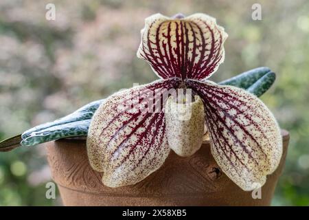 purple flower with creamy bokeh background Stock Photo - Alamy