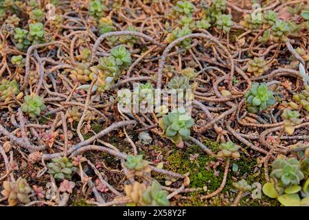 Closeup of Kleinia haworthii (senecio haworthii) also known as Woolly ...