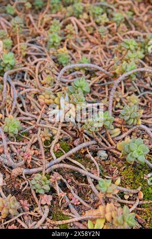 Closeup of Kleinia haworthii (senecio haworthii) also known as Woolly ...