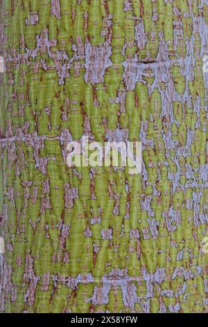 Closeup of Brachychiton populneus trunk, commonly known as the ...