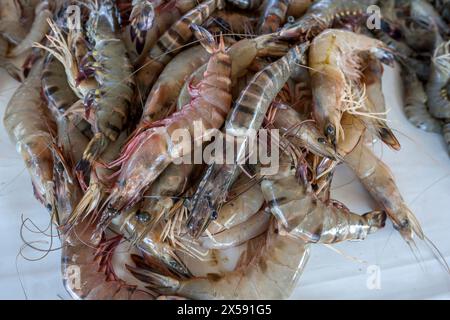 Prawns For Sale At Negombo Fish Market, Sri Lanka Stock Photo - Alamy