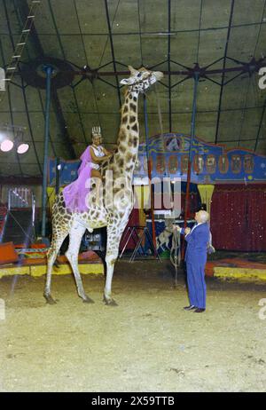 Circus, Giraffe with Female Rider Stock Photo - Alamy
