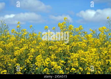 Field of yellow rapeseed plants (Brassica napus) for production of ...