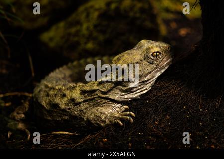 Tuatara - Sphenodon punctatus, unique large reptile called living ...