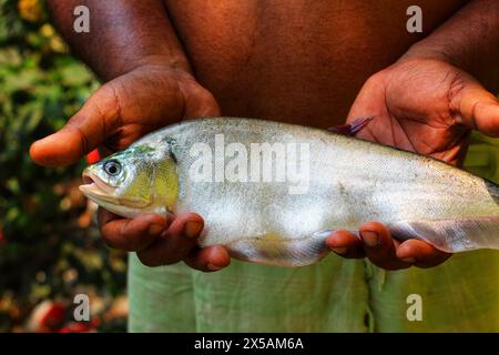 Big bronze featherback fish in hand in nice blur background HD, fali ...