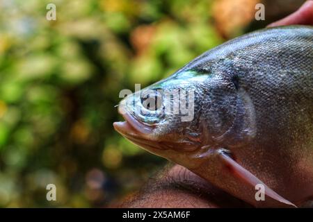 Big bronze featherback fish in hand in nice blur background HD, fali ...