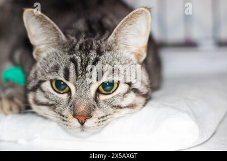 Sad gray cat with catheter on paw close up Stock Photo - Alamy