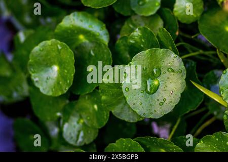 Watery and natural background of Centella asiatica or known as "Daun ...