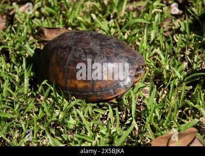 White-lipped Mud Turtle, Kinosternon leucostomum, Kinosternidae ...