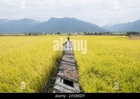 The beautiful rice fields of Chishang at harvest time, Chishang ...