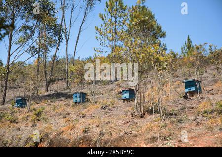 several homemade blue hives in the Madagascar forest for wild bees ...
