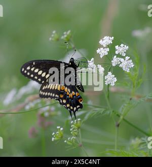 Male Black Swallowtail (Papilio polyxenes) butterfly Stock Photo - Alamy