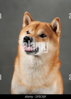 Shiba Inu smirking, studio setting. A dog playful smirk is charmingly ...