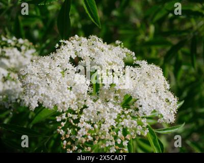 White flowers of Sambucus canadensis, close-up. Spring bloom. the ...
