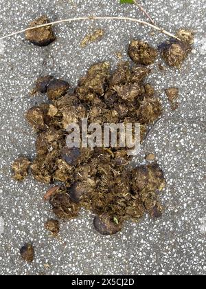 Horse droppings on the street in a pile Stock Photo - Alamy