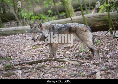 Wolf Europaeischer Grauwolf in Aktion Wolf Grauwolf *** Wolf European ...