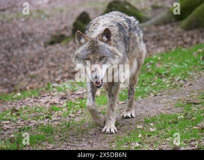 Wolf Europaeischer Grauwolf in Aktion Wolf Grauwolf *** Wolf European ...