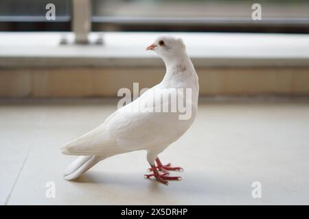 A white dove is standing on the balcony floor of a house and turning ...