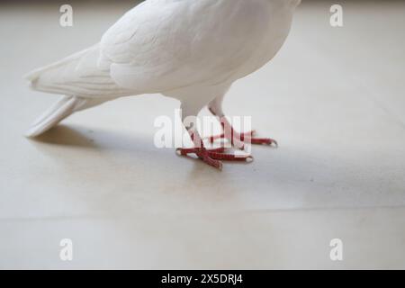 Feet of a white dove standing on the balcony floor of a house Stock ...