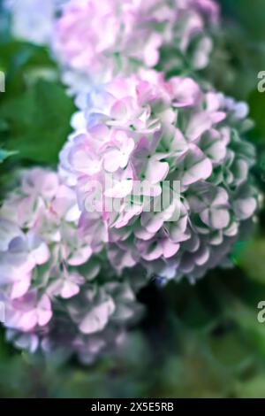 Pink and purple hydrangea flowers in bloom in Brittany, France Stock ...