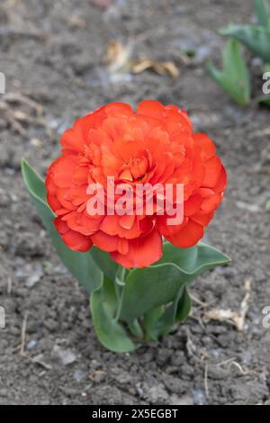 Flower. Tulip Miranda flower bulbs Stock Photo - Alamy