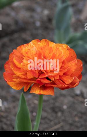 Flower. Tulip Miranda flower bulbs Stock Photo - Alamy