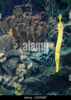 Yellow Trumpet Fish, Aulostomus chinensis, Ari Atoll, Indian Ocean ...