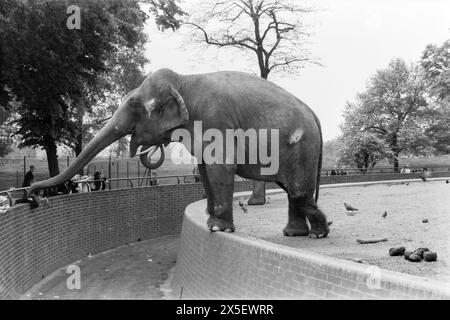 London Zoo in the 1960s. Elephant enclosure, with mother and son ...