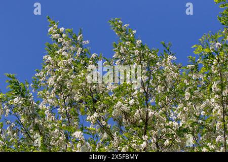 Flowering branches of black locust against the blue spring sky Stock ...