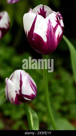 Tulip Rem's Favourite Stock Photo - Alamy