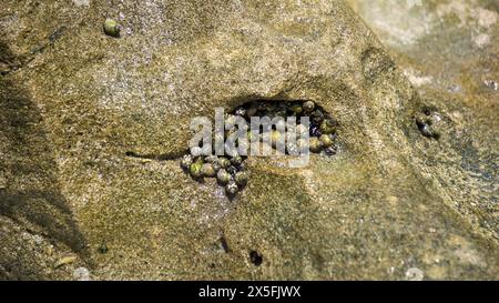 Charybdis feriata ( Rajungan karang, Crucifix Crab, Crucifix Swimming ...