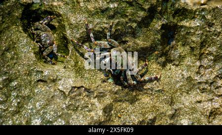 Charybdis feriata ( Rajungan karang, Crucifix Crab, Crucifix Swimming ...
